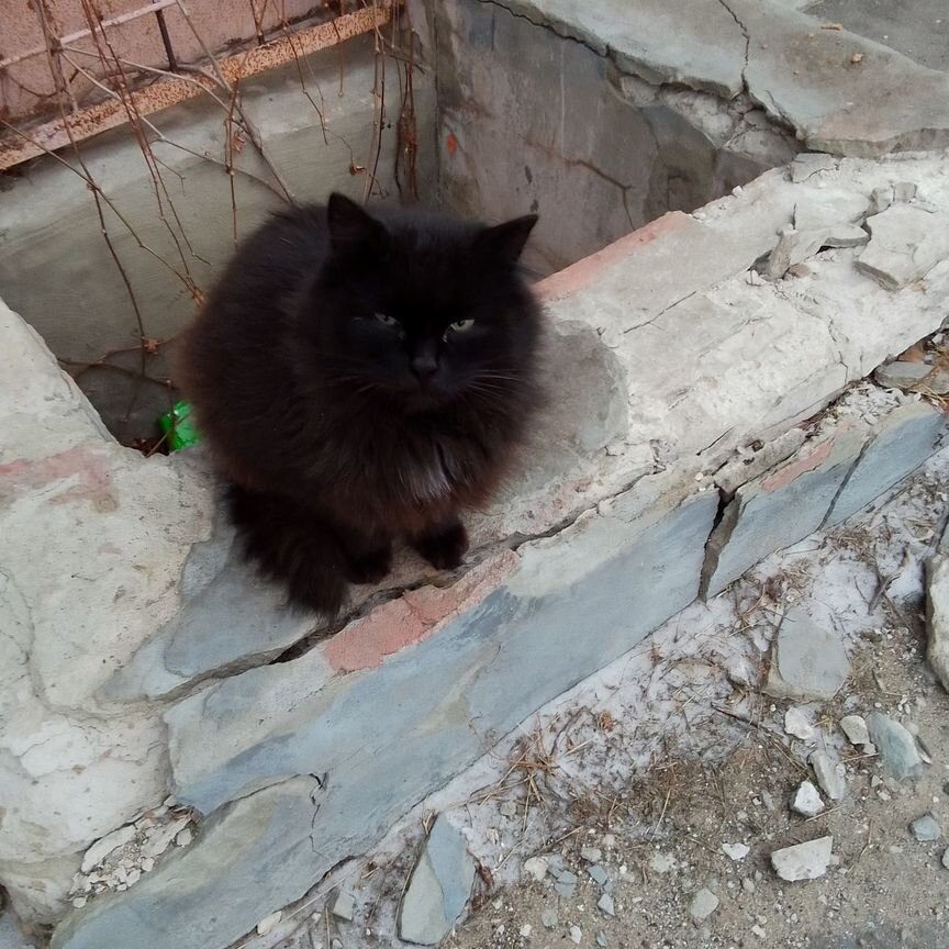 Чёрный кот