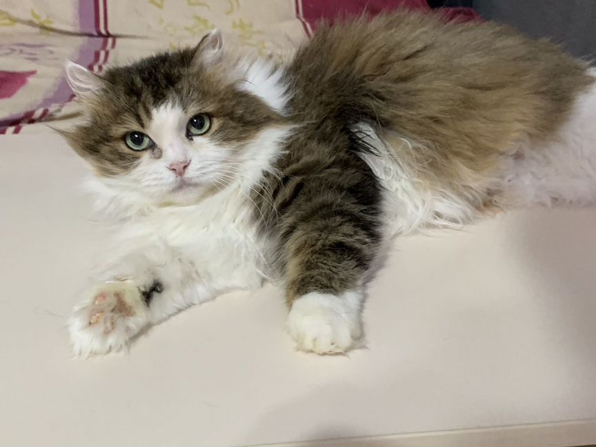 Кошки