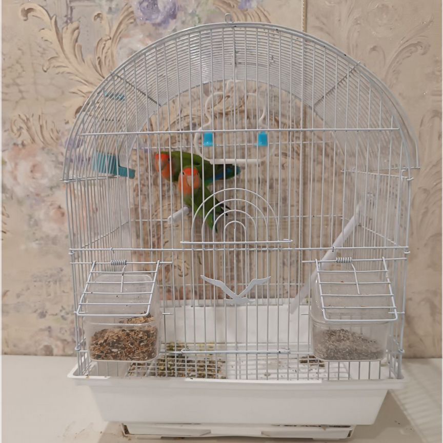 Попугай неразлучники с клеткой(мальчик и девочка)