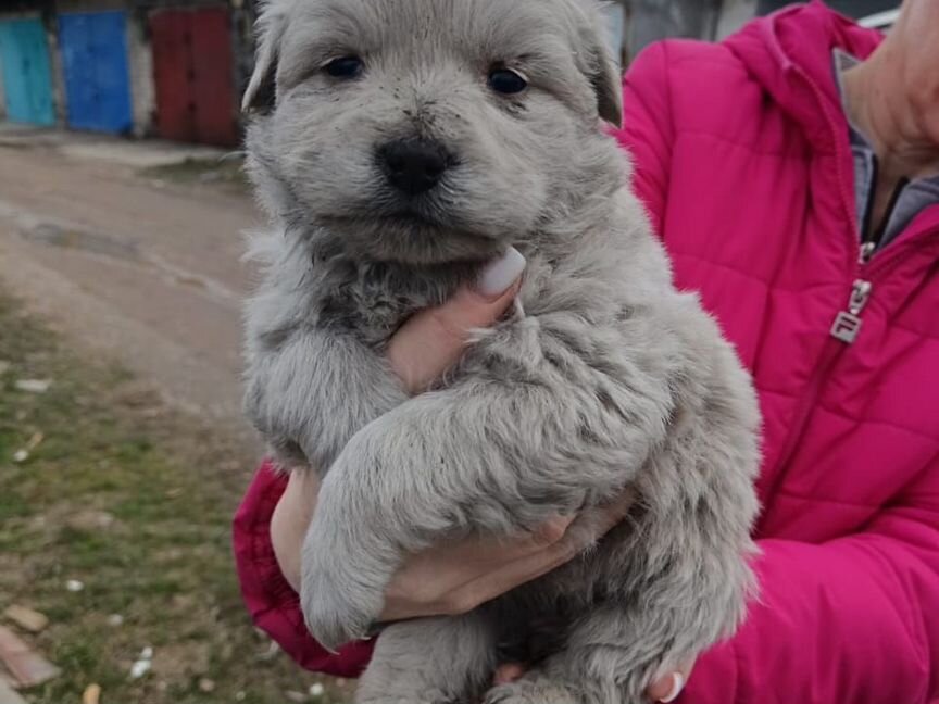 Будут маленькими, щенки ищут дом