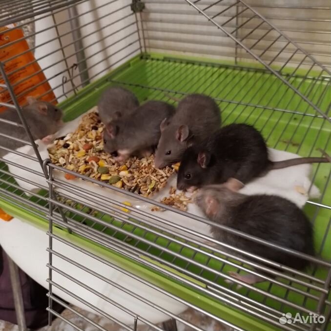 Крысята бесплатно