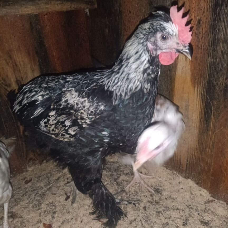 Курочки молодки