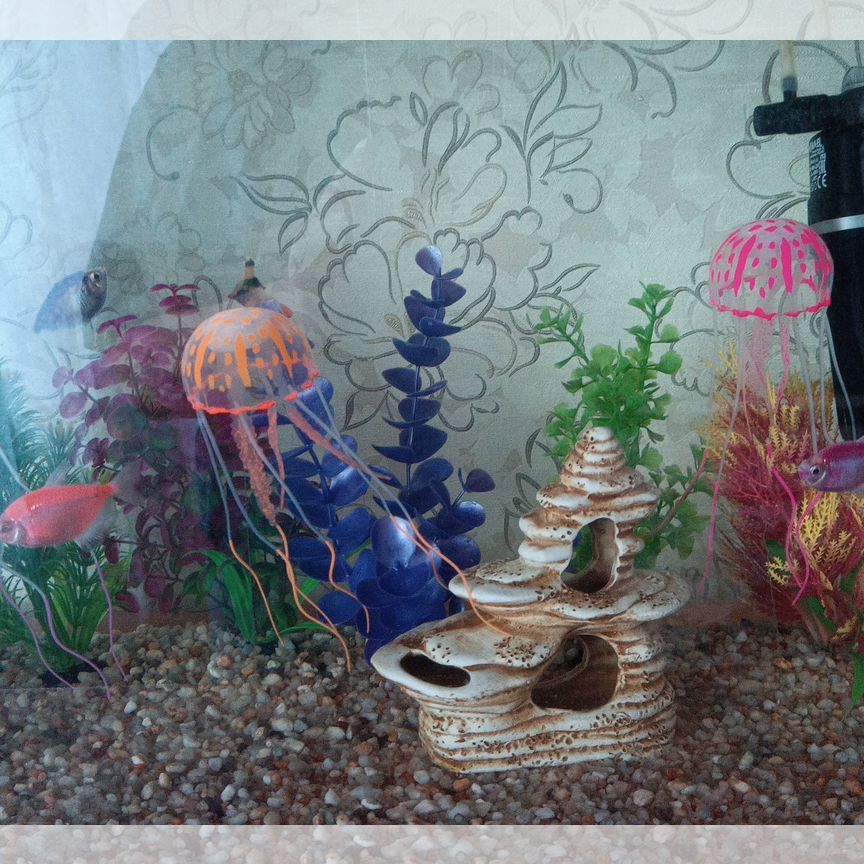 Аквариумные рыбки