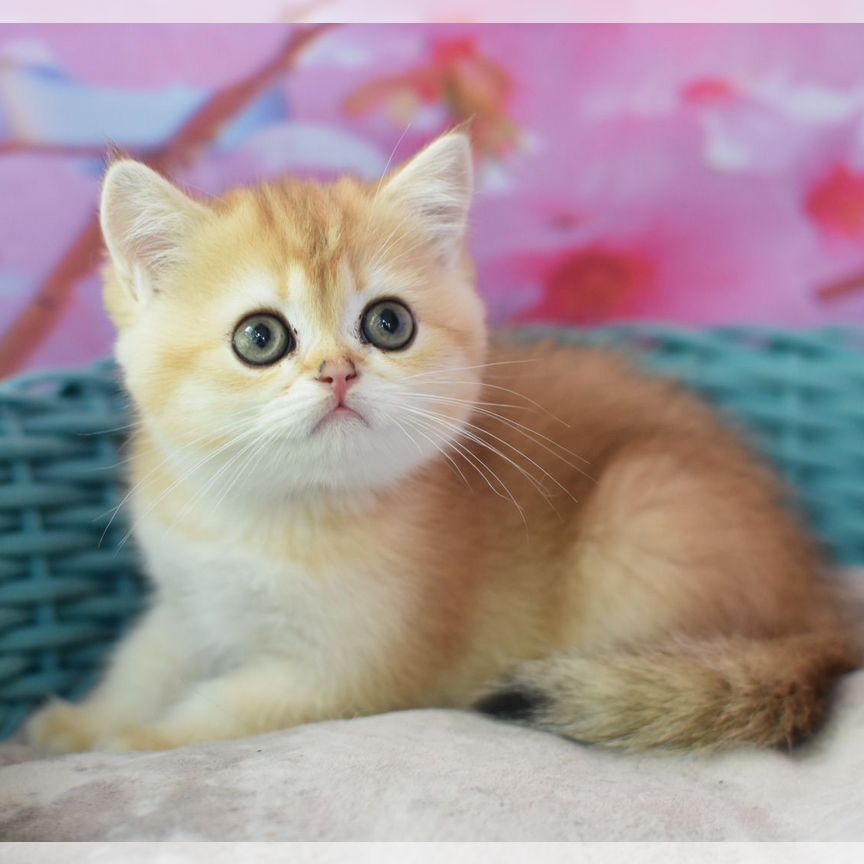 Шотландский прямоухий короткошёрстный котёнок