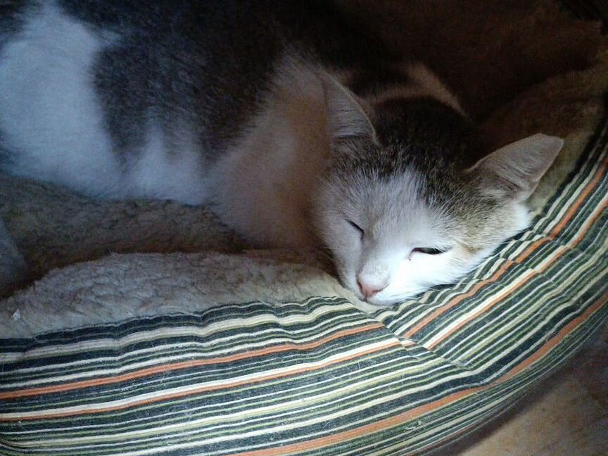 Кошка