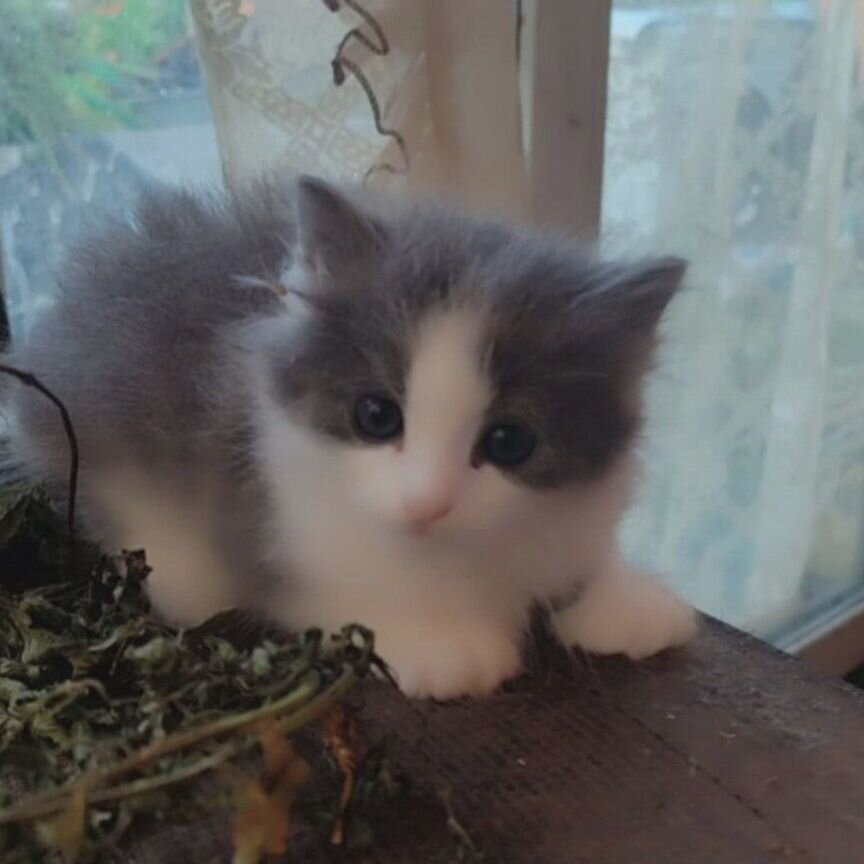 Котята ищут дом