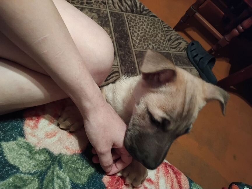 Собака в добрые руки отдам бесплатно