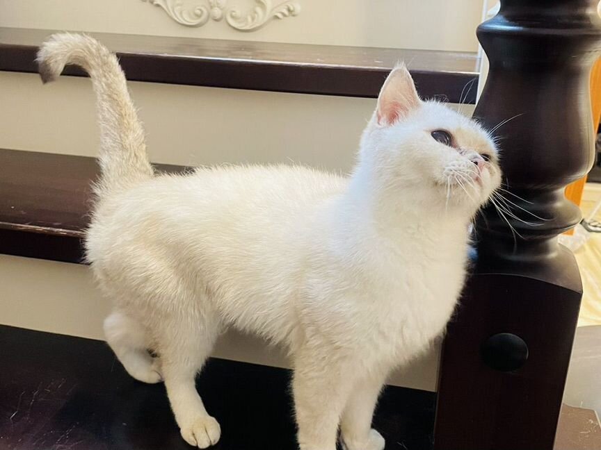 Шотландская кошка