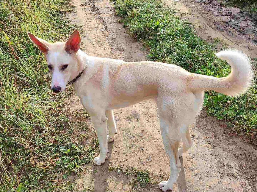 Собака Только для Опытных собаководов