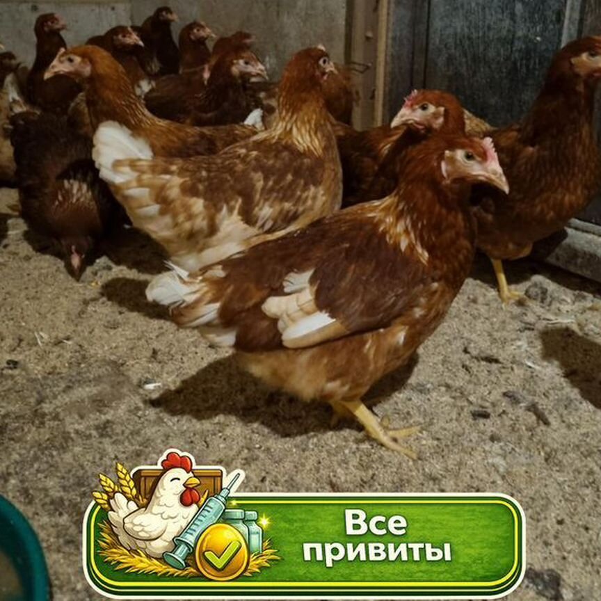 Куры несушки с доставкой