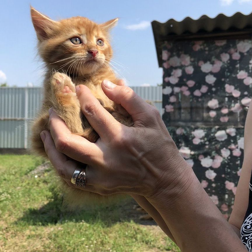 Продам котят
