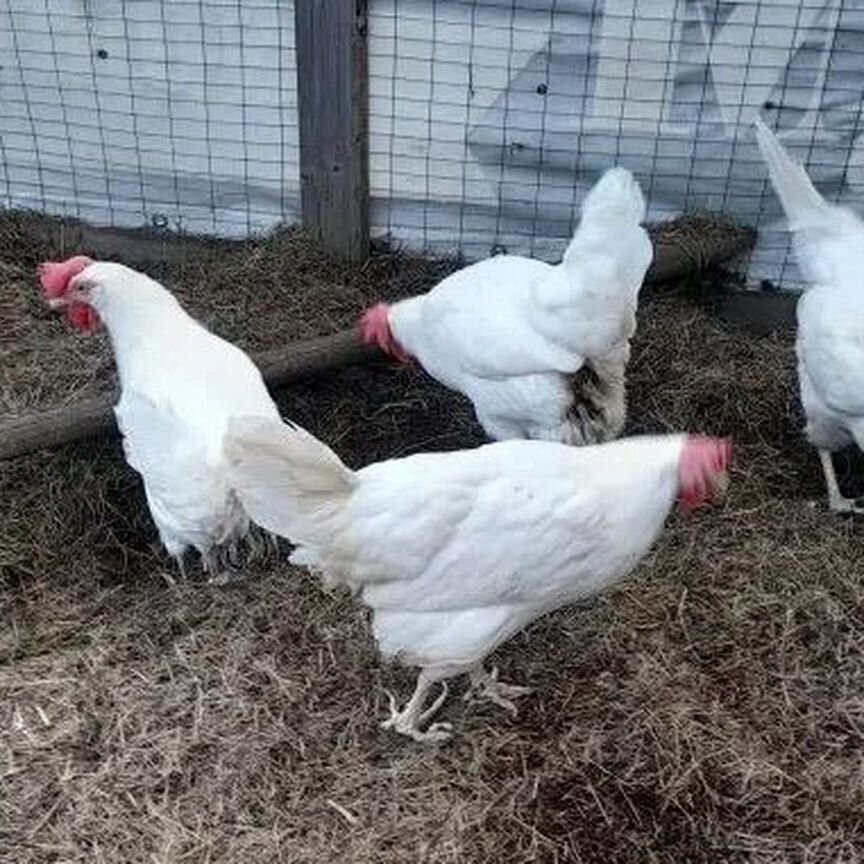 Куры несушки