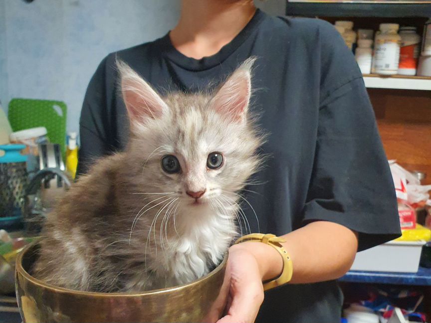 Котята мейн-кун