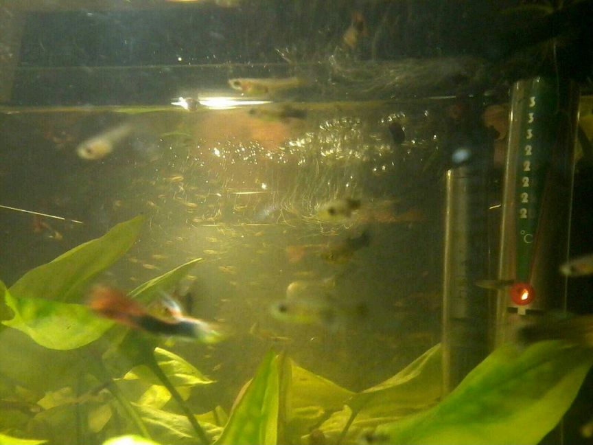 Продам рыбок гуппи