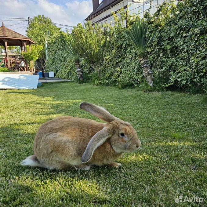 Кролики породы великан