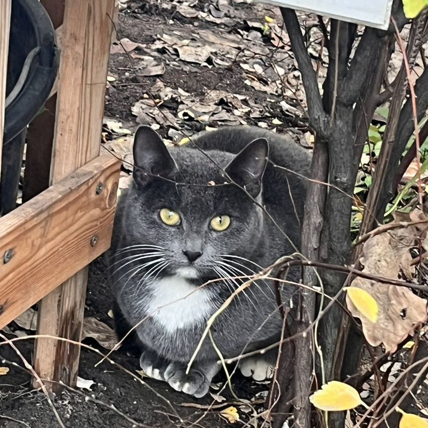 Взрослая кошка в добрые руки