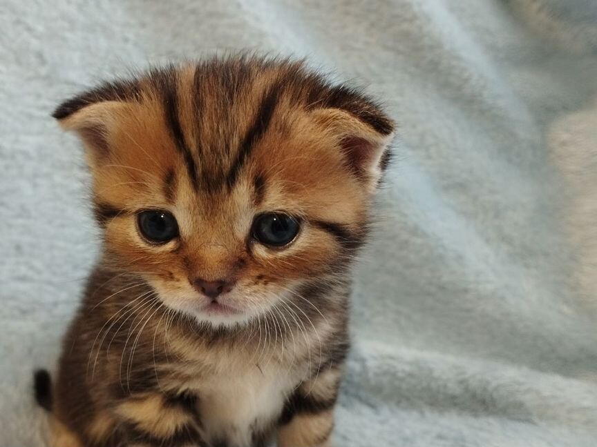 Шотландские котята