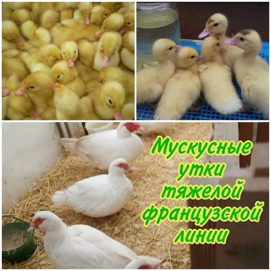 Мускусные утки тяжелые линии