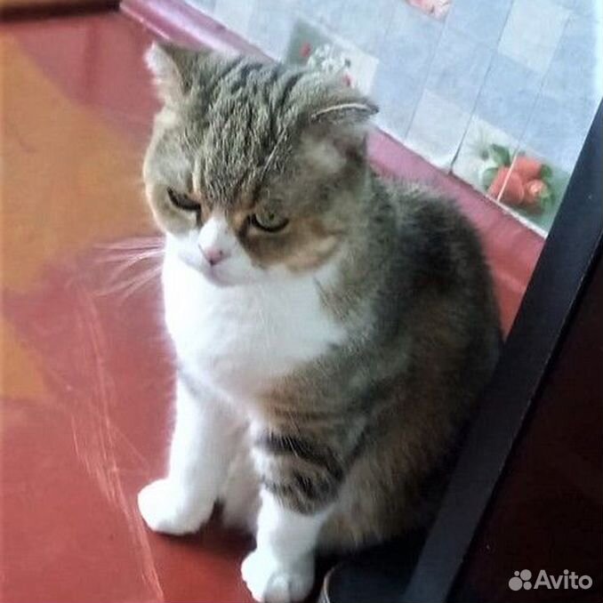 Отдам котят. Помесь с пиксибоб
