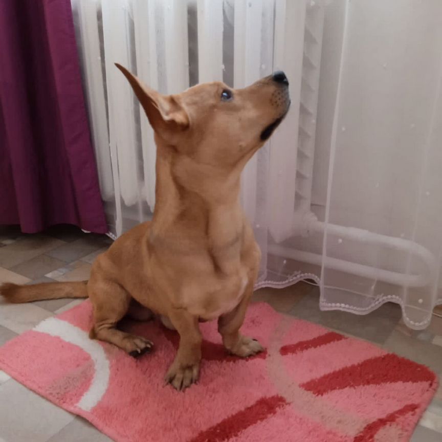 Собака в добрые руки