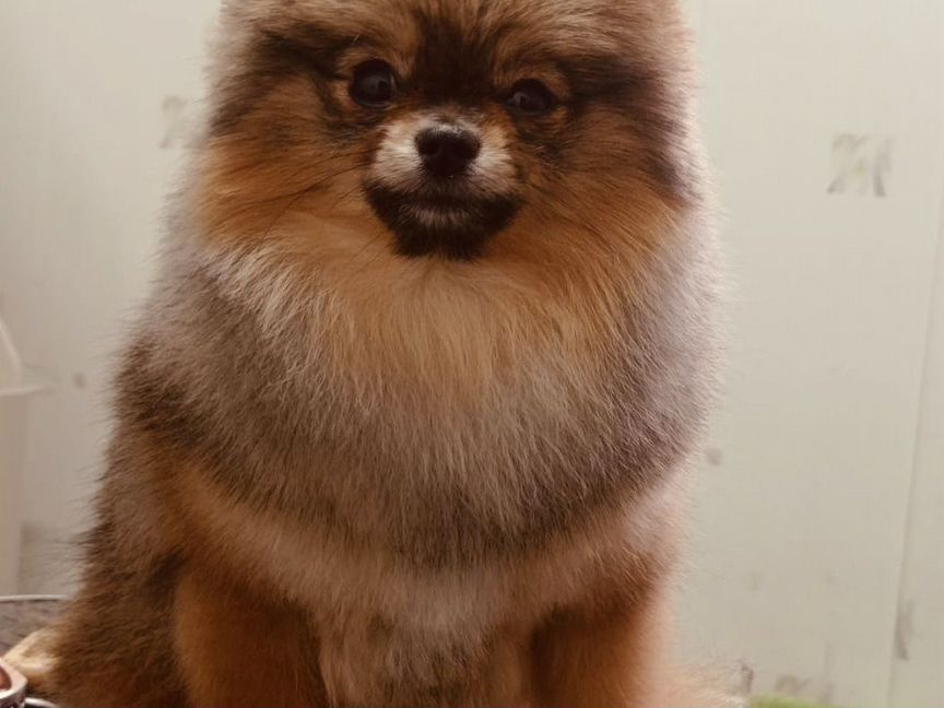 Померанский шпиц