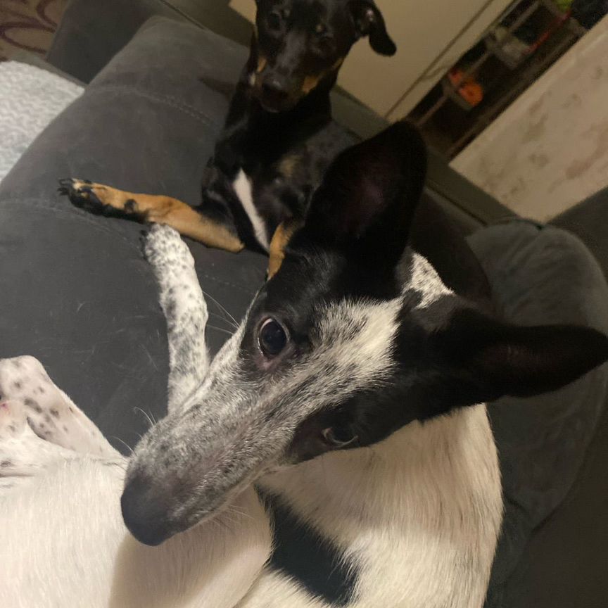 Отдам собаку в добрые руки