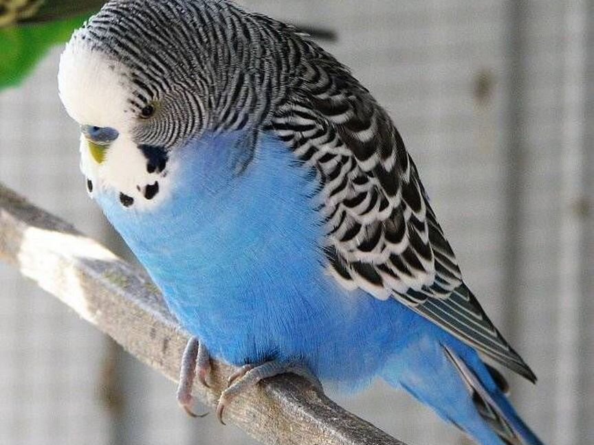 2 волнистых попугайчика + клетка (большая)