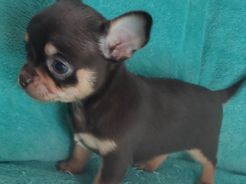 Горький шоколад