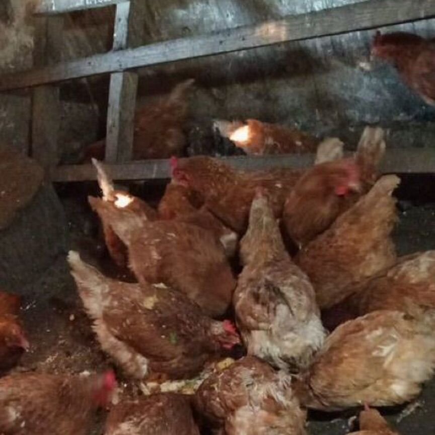 Куры несушки