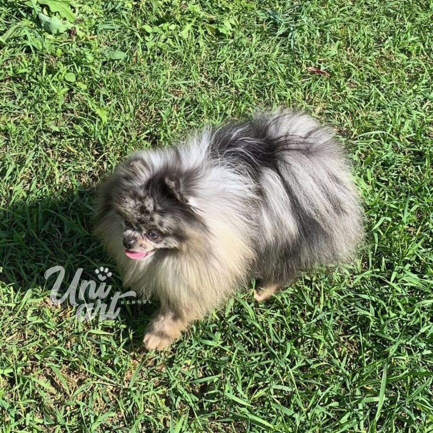 Мраморный шпиц мини