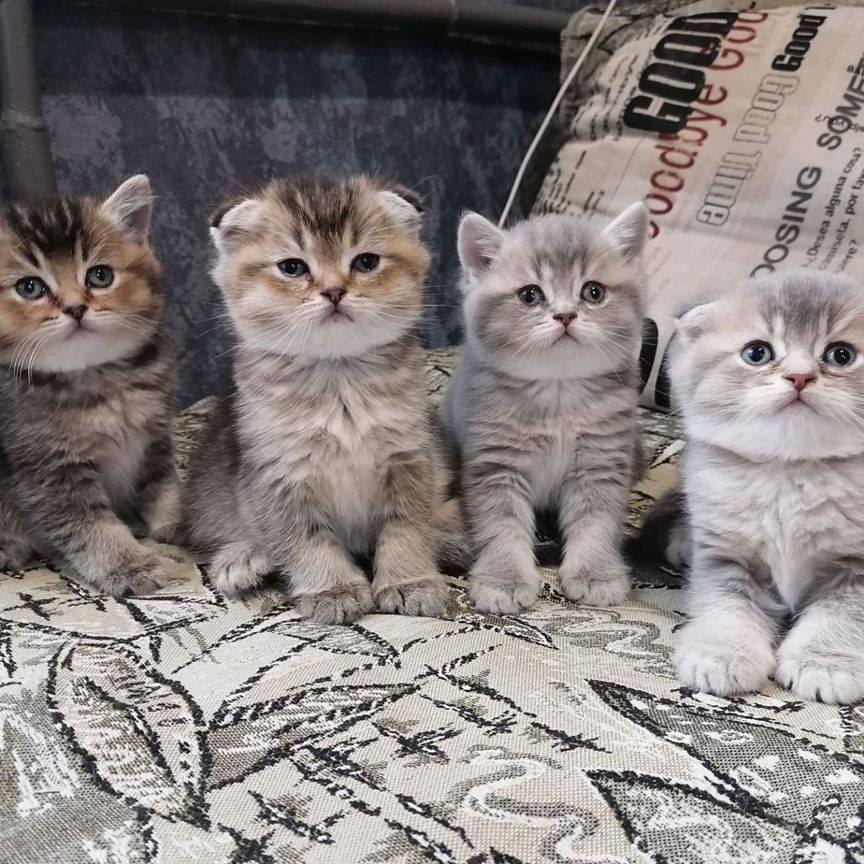 Шотландские золотые шиншиллы котята