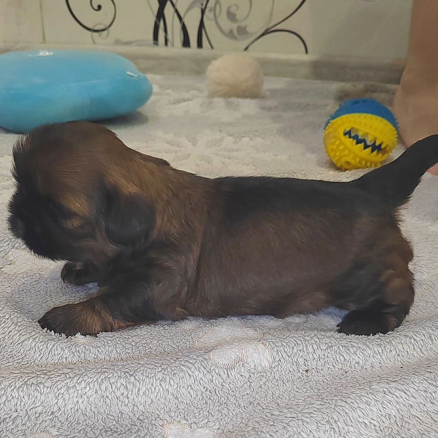 Ши-тцу, щенок