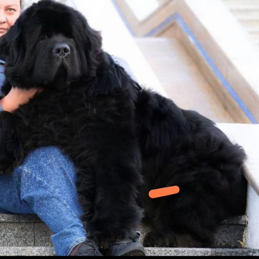 Детки ньюфики