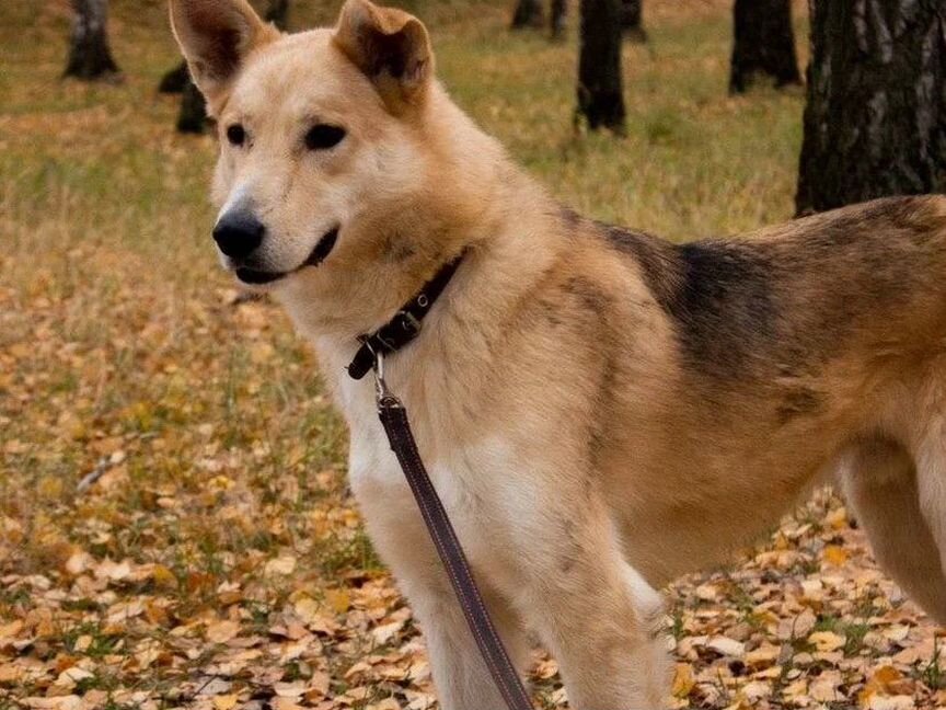 Роскошный Арчи ищет дом