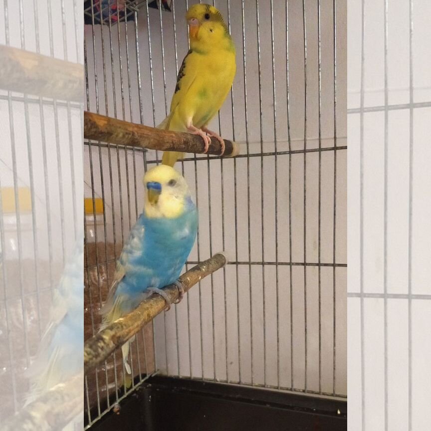 Волнистый попугай