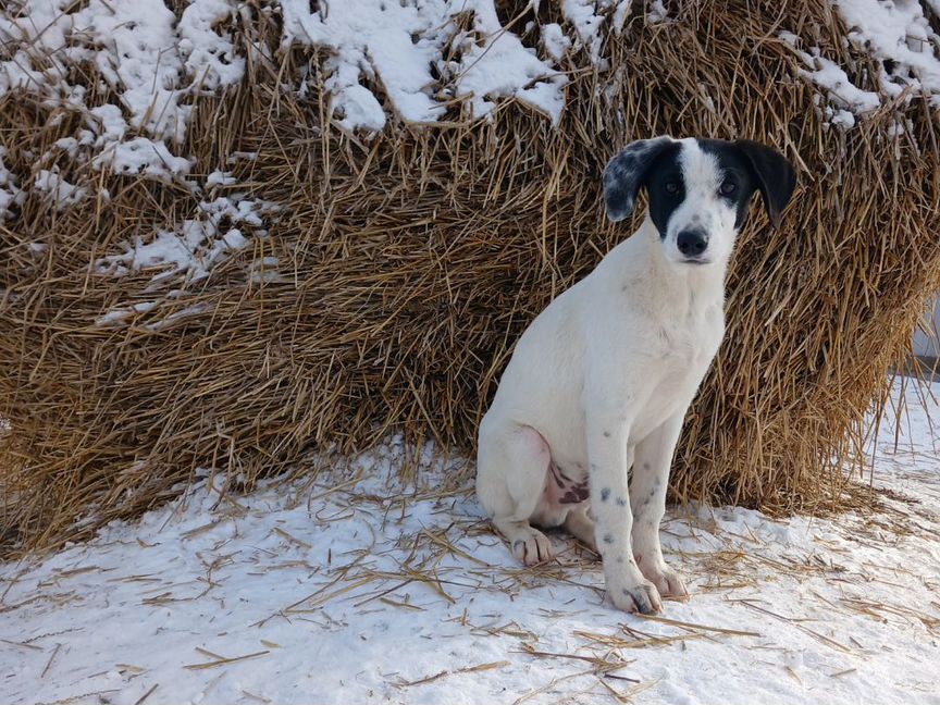 Щенок давид