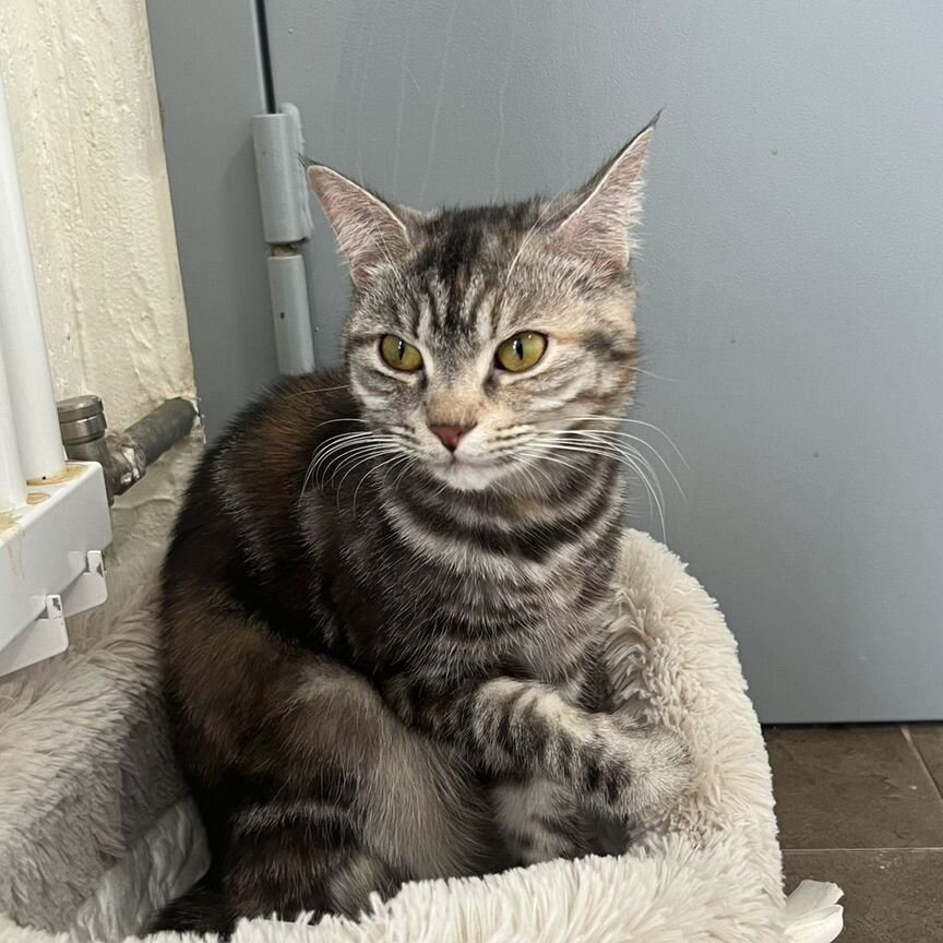 Кошка в добрые руки бесплатно