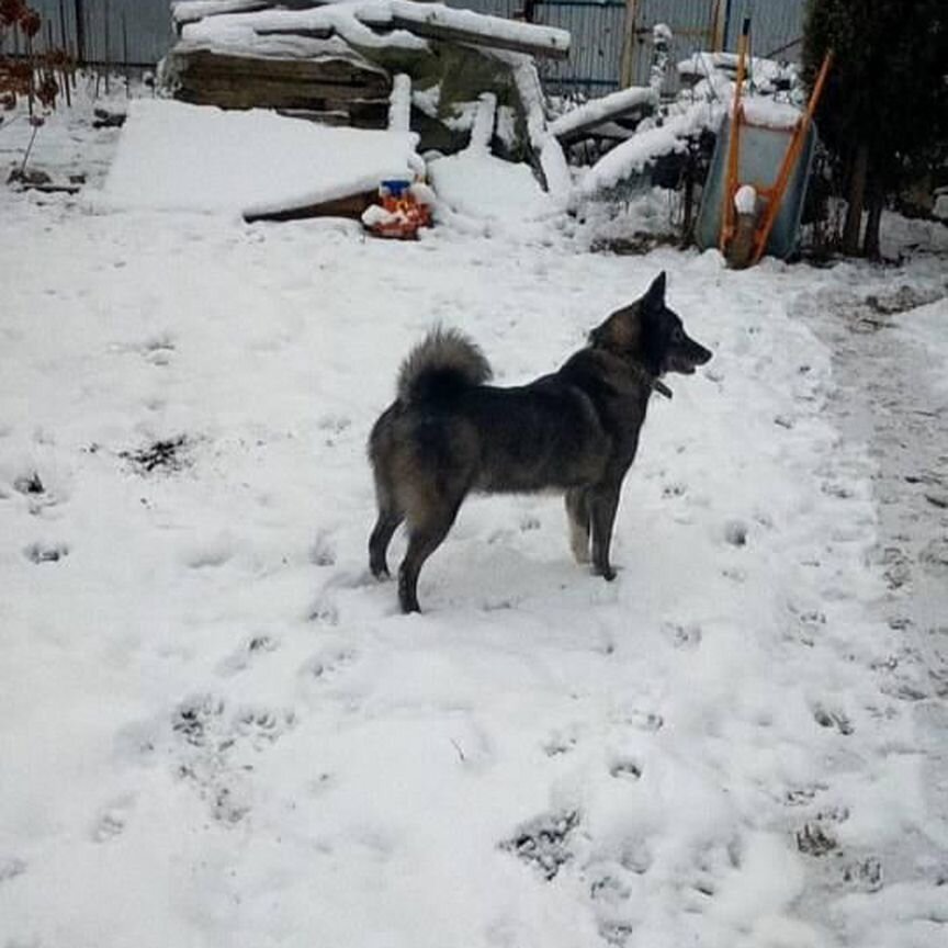 Русско европейская лайка