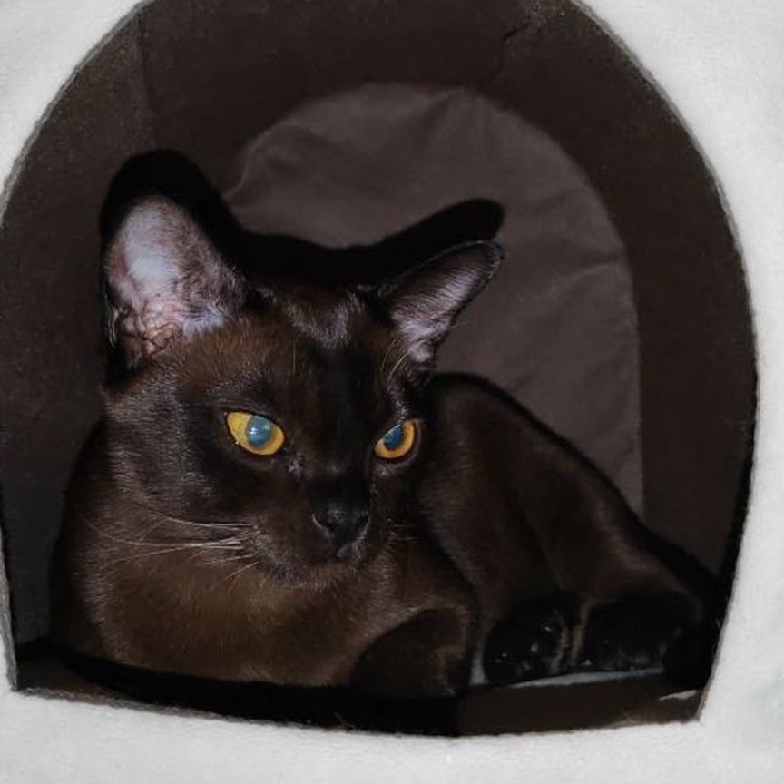 Кошки породистые котята