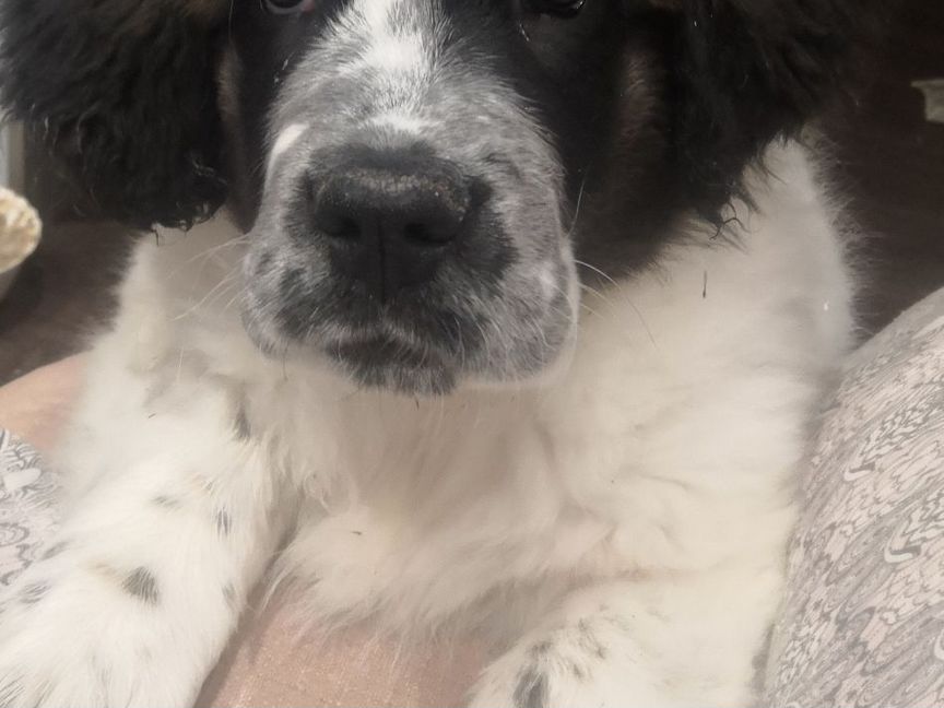 Московская сторожевая