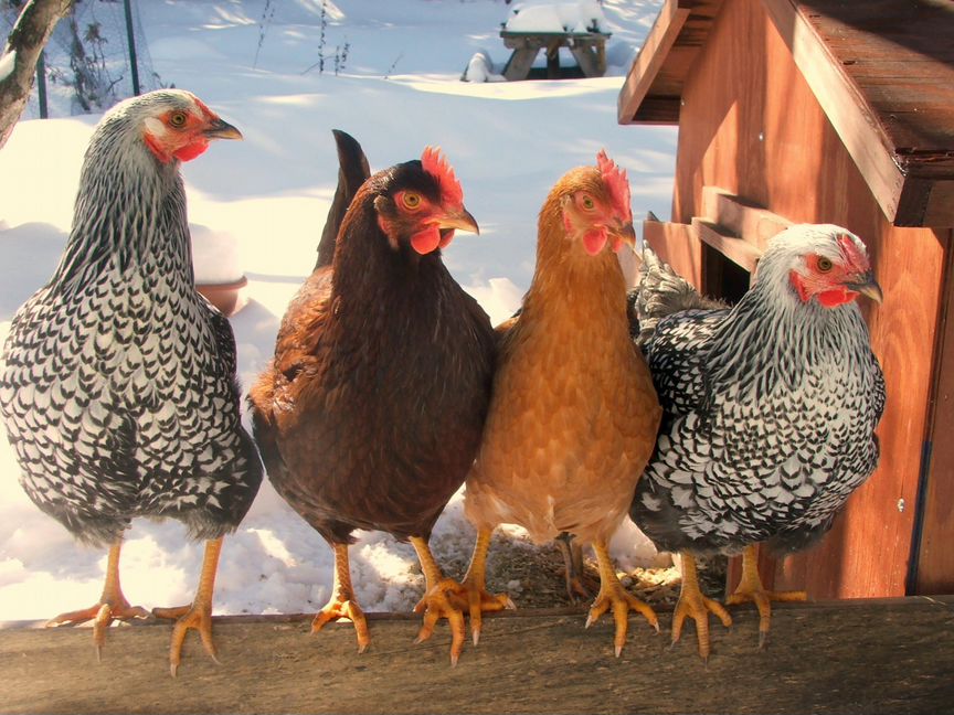 Курицы