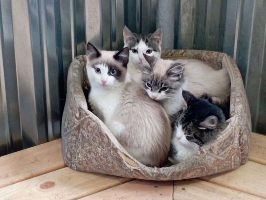 Котята в добрые руки