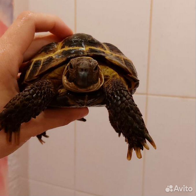 Самец сухопутной черепахи