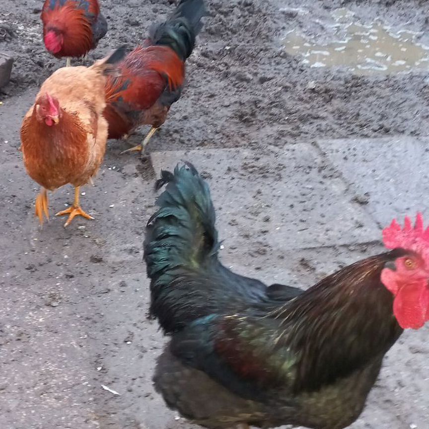 Молодые петухи