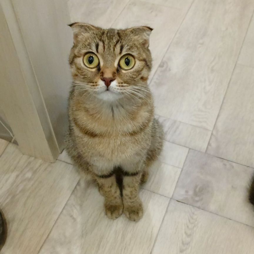 Котята шотланцы