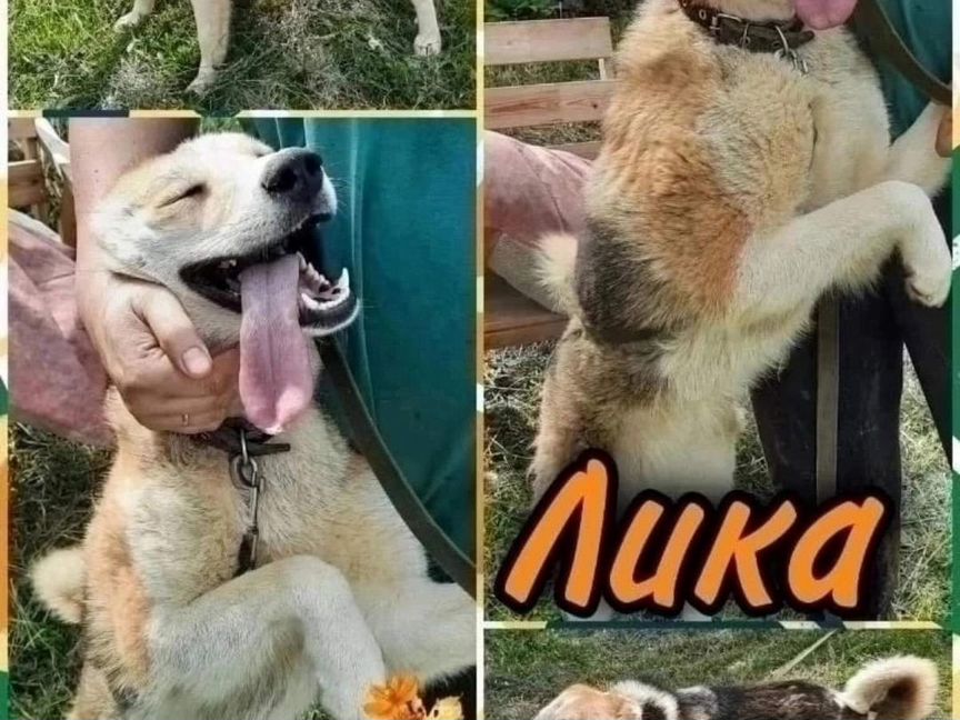 Собака в добрые руки