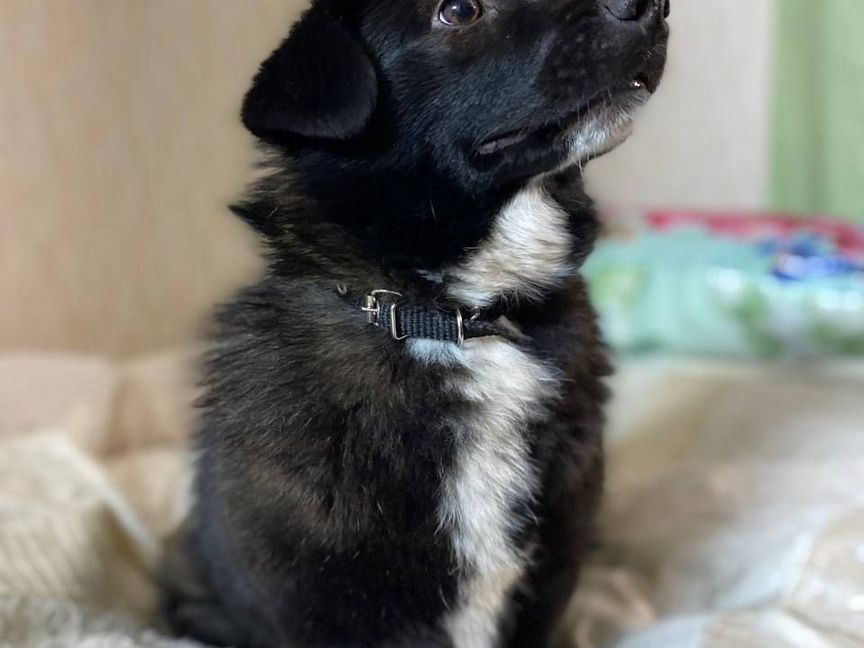 Маленькая собачка в добрые руки