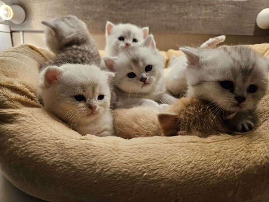 Британские шиншиллы