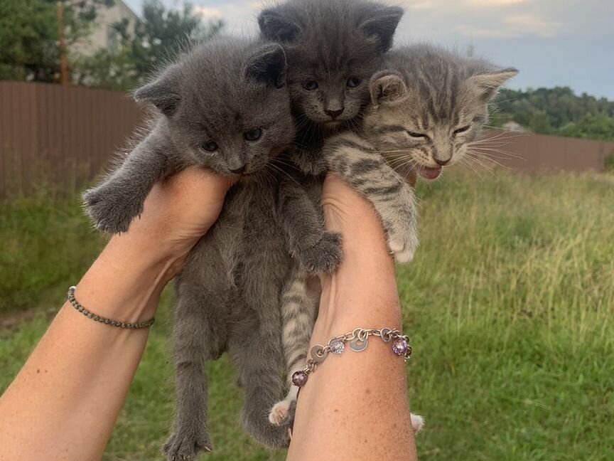 Котята в добрые руки
