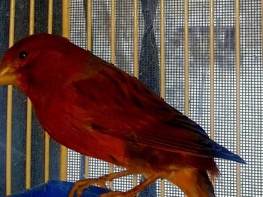 Кенара и канарейки